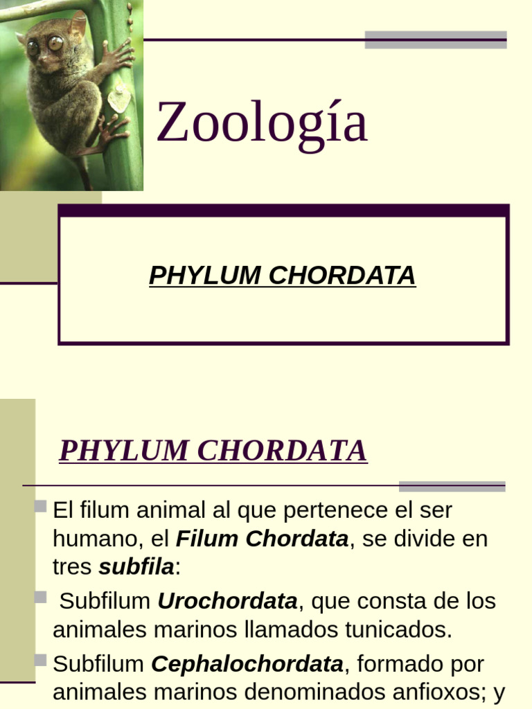 Ejemplos de Chordata y Nidofilas | PDF | Pescado | Vertebrados