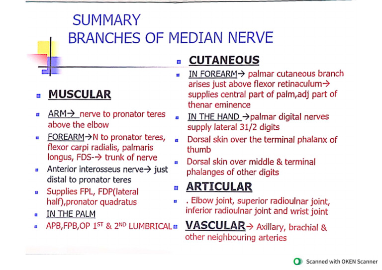 Summary of Branches of Median Nerve | PDF