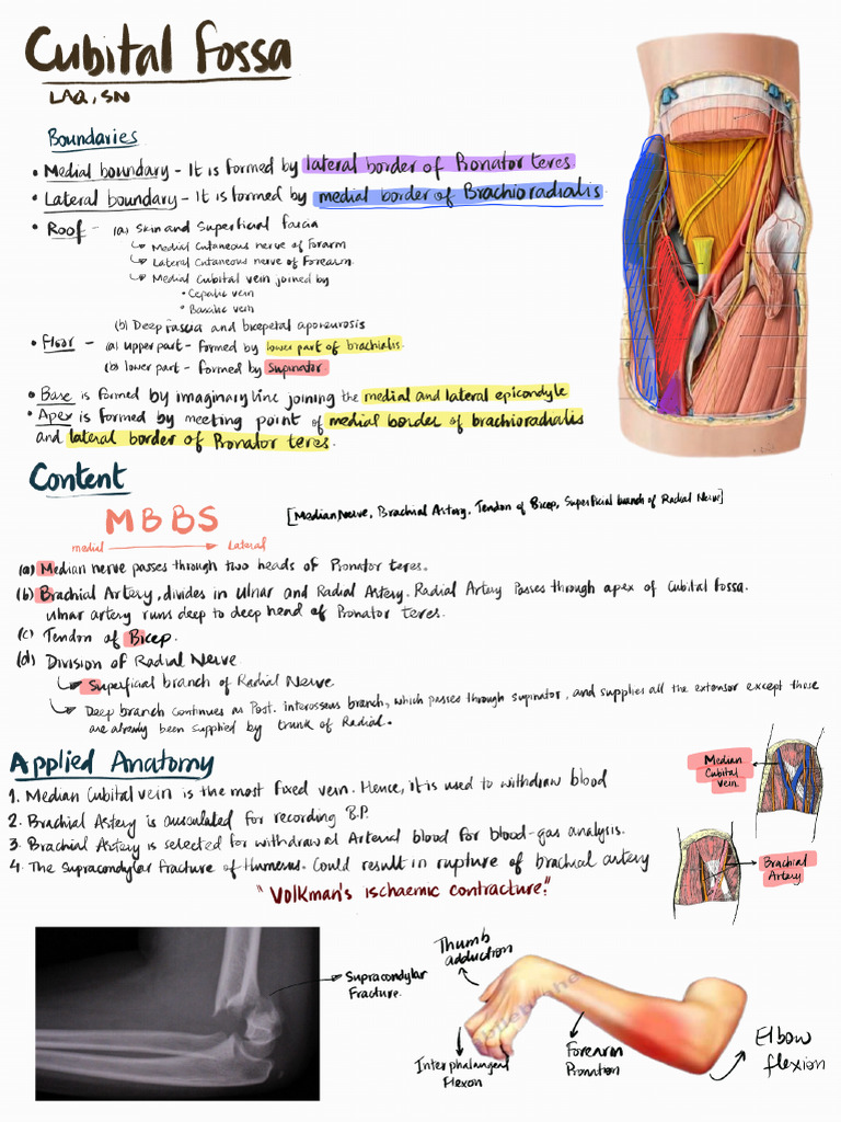 Cubital Fossa | PDF