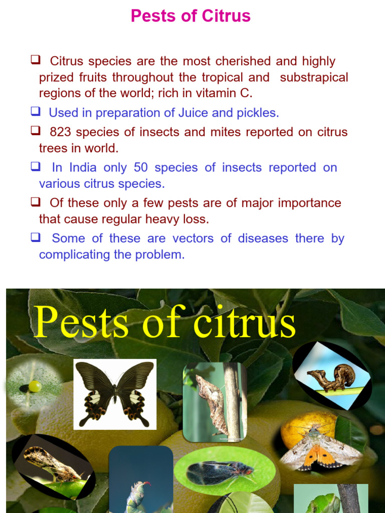 Citrus Pest Management Guide | PDF | Citrus | Pest (Organism)