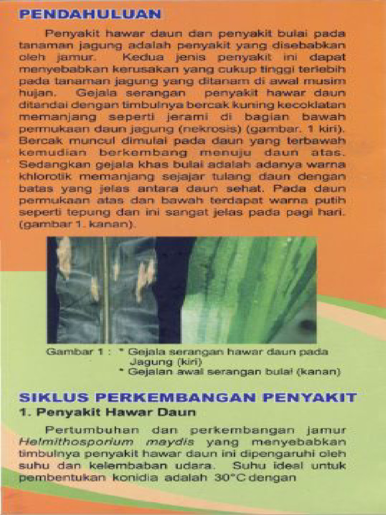 Penyakit Hawar Daun Dan Penyakit Bulai Pada Tanaman Jagung | PDF