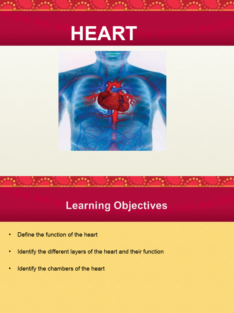 Heart Lecture 1 | PDF | Heart Valve | Heart
