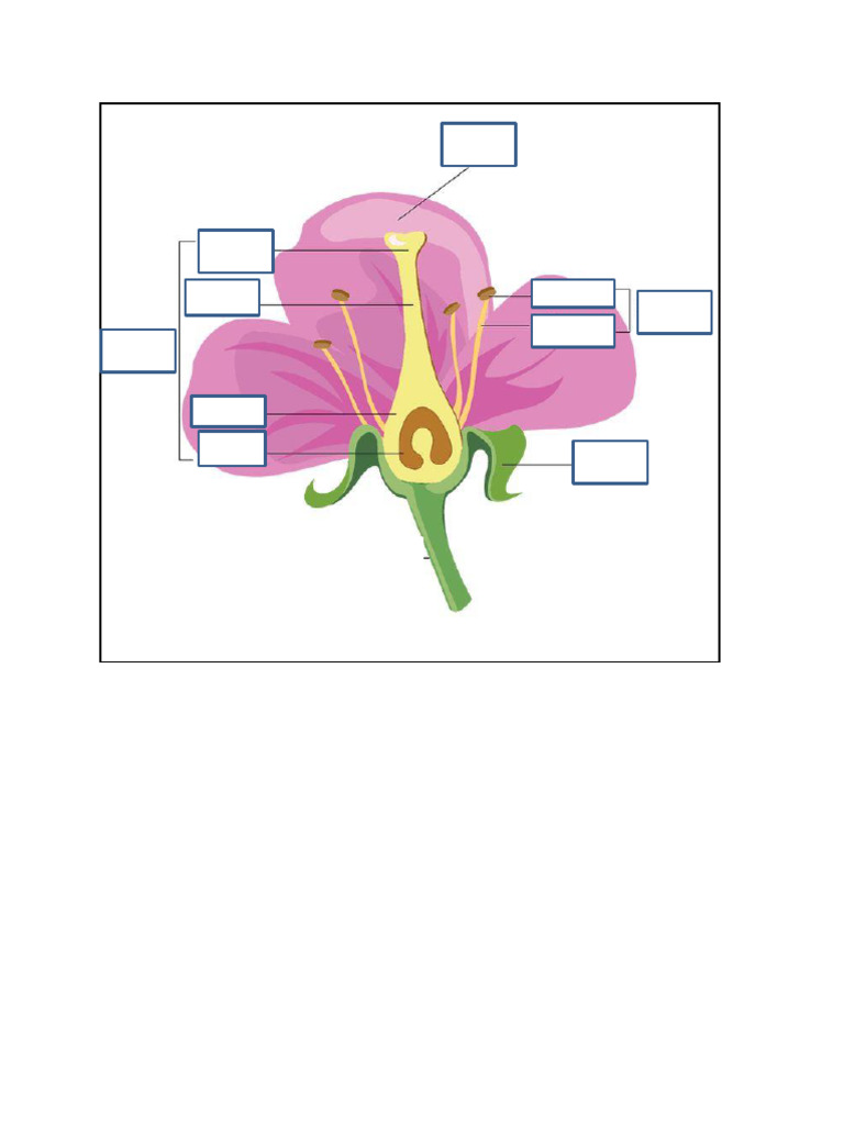 Flower | PDF