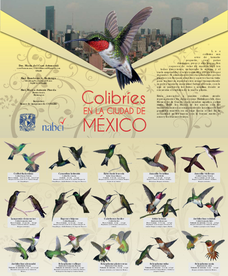 Colibríes en La Ciudad de México | PDF