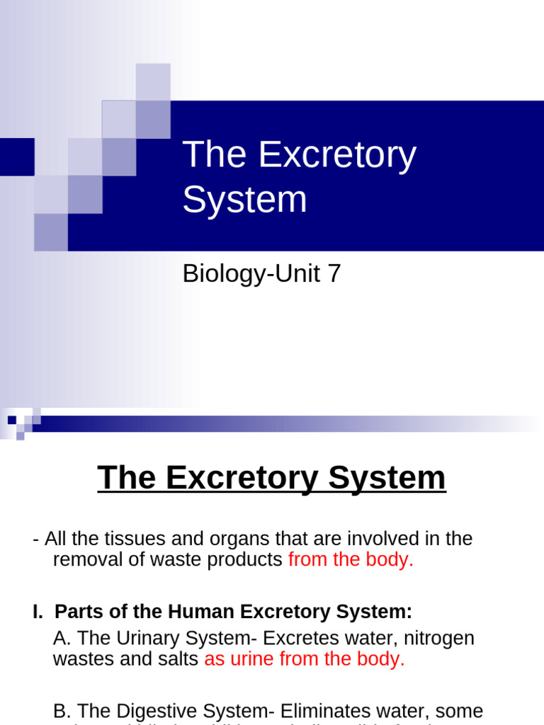 Unit7the Excretory System | PDF | Kidney | Urine
