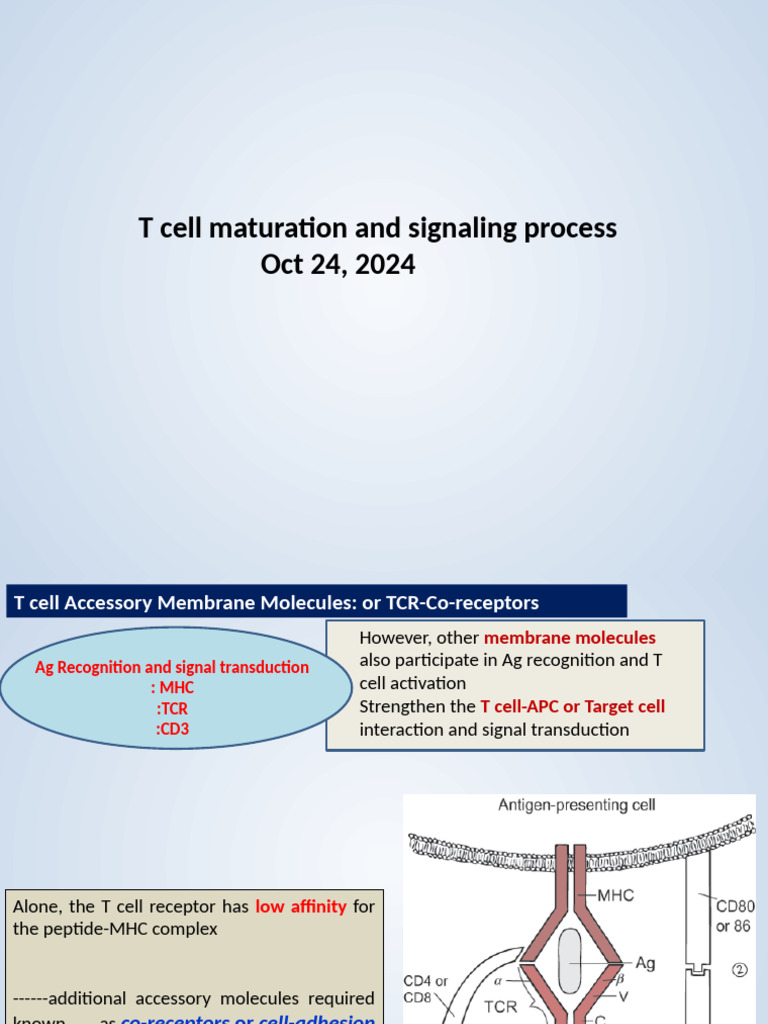 T Cell Maturation and Signaling Mechanisms | PDF | T Cell | Major ...