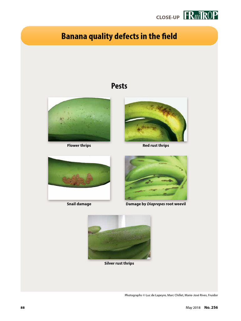 F256 Banana Quality Defects | PDF | Banana | Fruit