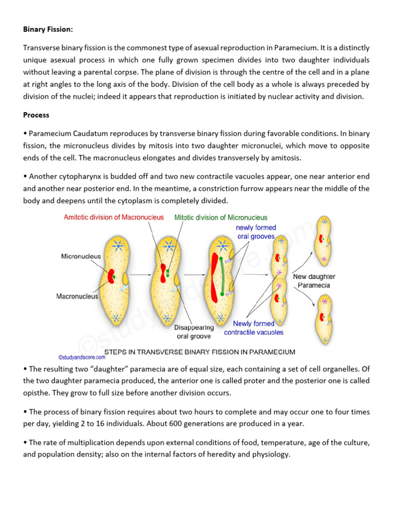 Binary Fission in Paramecium | PDF