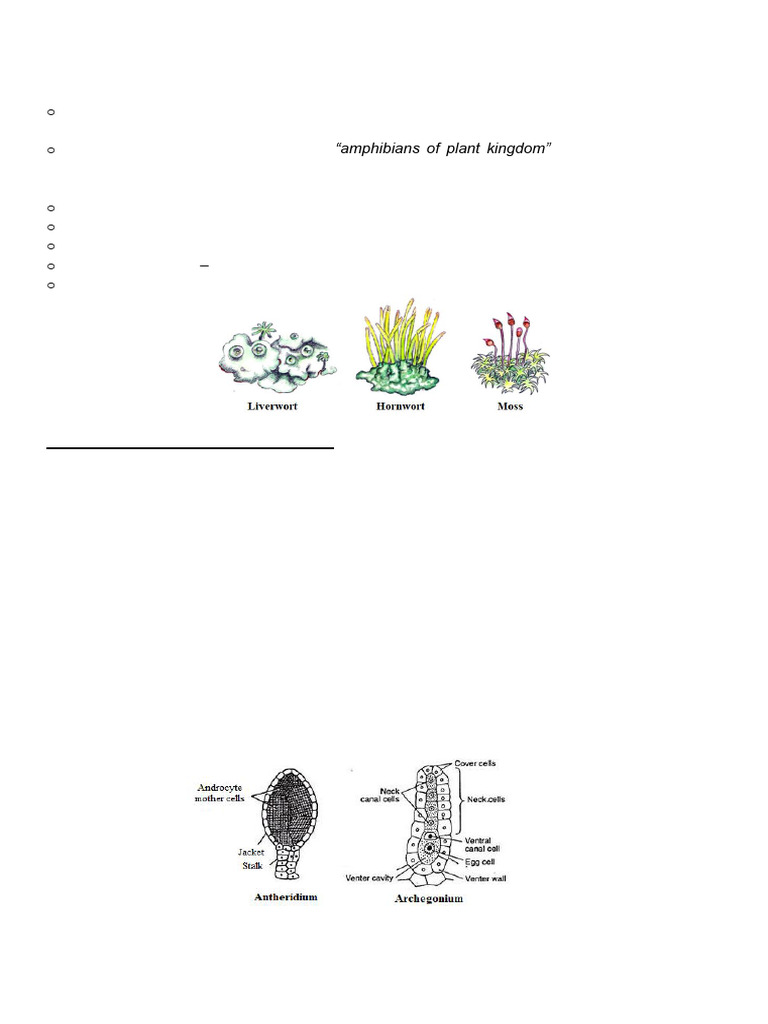 BRYOPHYTA Marchantia Morphology & Veg - Reproduction | PDF | Moss | Plants