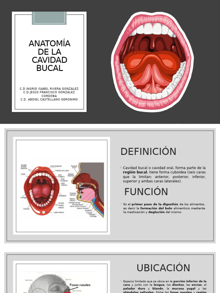 Anatomía de la Cavidad Bucal | PDF | Lengua | Boca