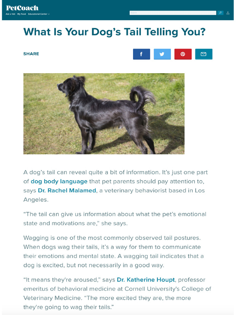 Dog | PDF