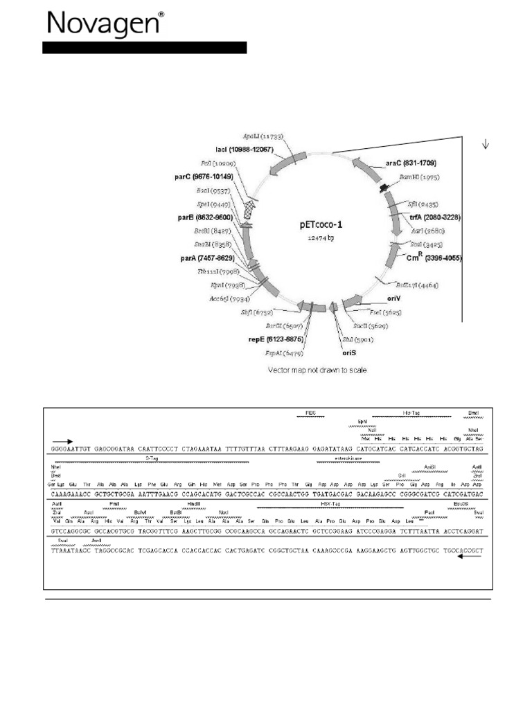 TB331VM | PDF | Vector (Molecular Biology) | Plasmid