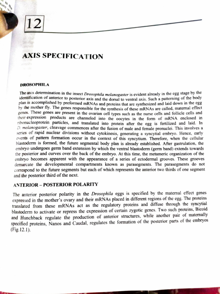 axis specification | PDF | Genetics | Developmental Biology