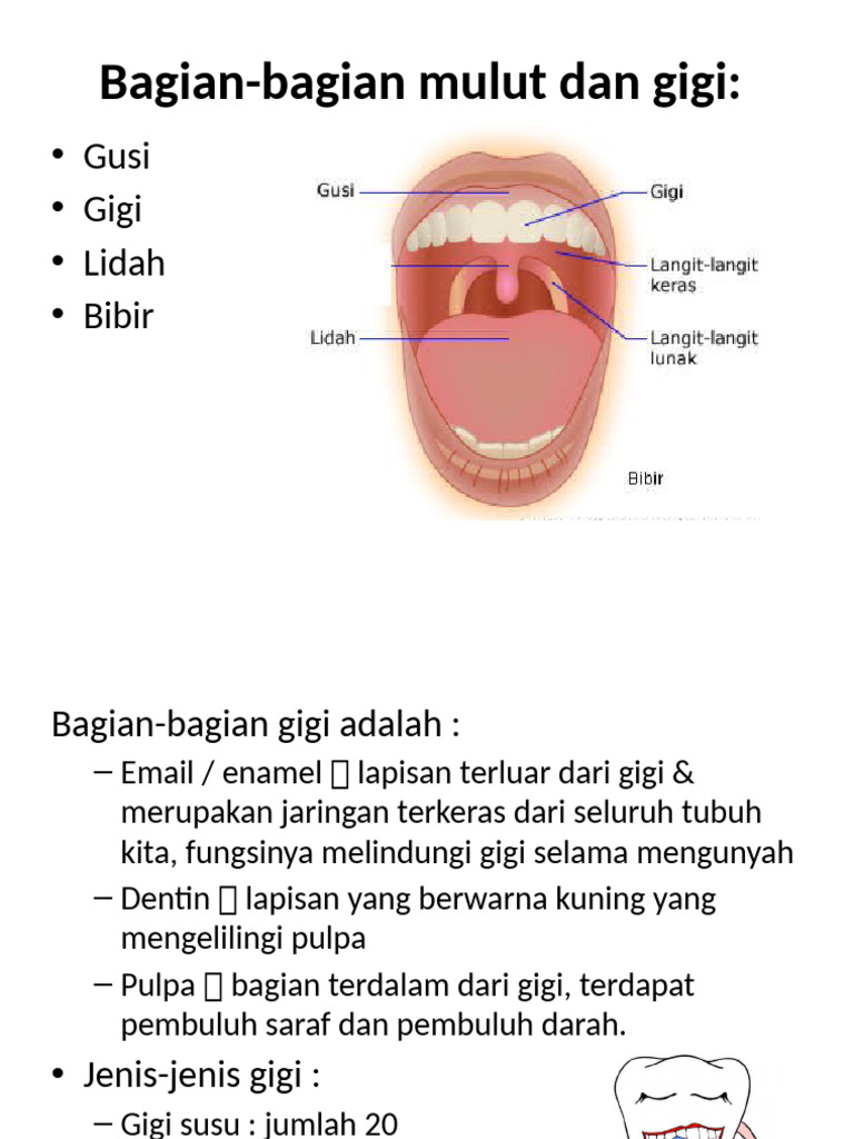 Struktur dan Kesehatan Mulut | PDF