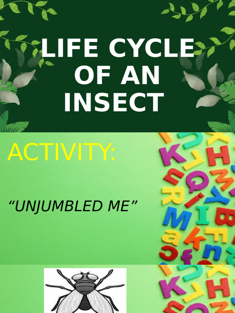 Insect Life Cycle & Metamorphosis | PDF | Pupa | Insects