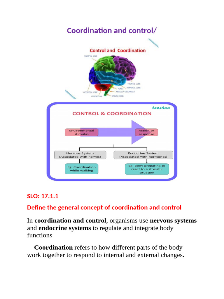 Coordination and Control in Organisms | PDF | Chemical Synapse ...