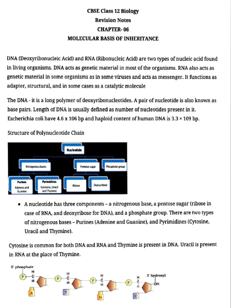 Molecular Basis of Inheritance | PDF | Rna | Nucleotides