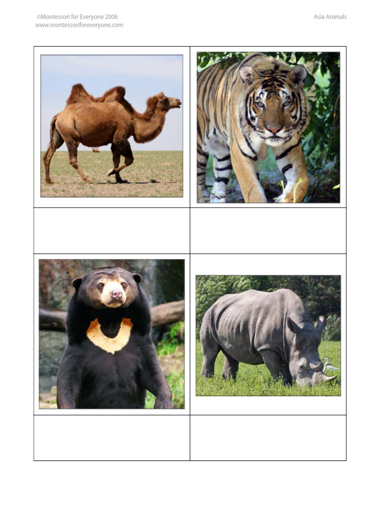 Animals of Asia: A Comprehensive List | PDF