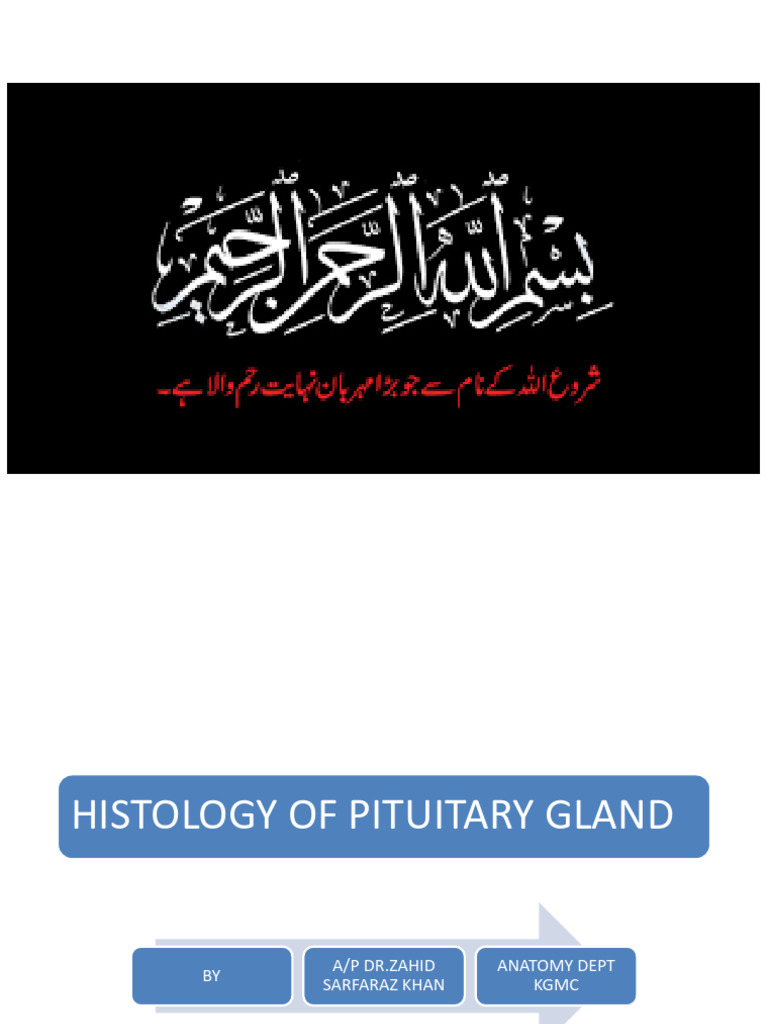 Pituitary Gland Histology Overview | PDF | Pituitary Gland | Endocrine ...