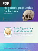 Anatomía de la Fosa Cigomática | PDF | Anatomía | Cabeza y cuello humanos