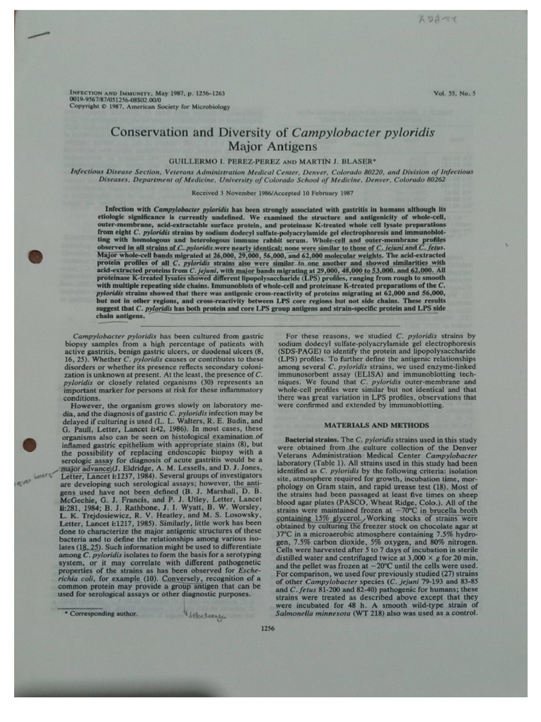 Conservation and Diversity of Campylobacter Pyloridis Major Antigen | PDF
