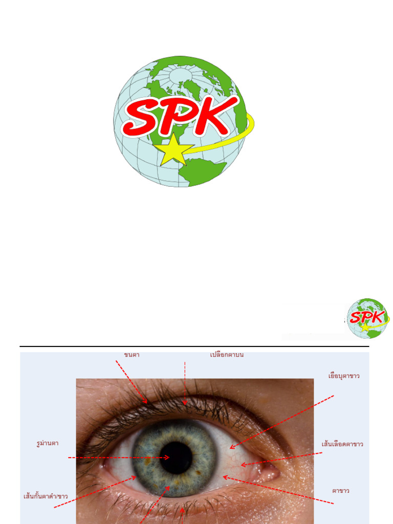 Basic Eye Anatomy SPK | PDF