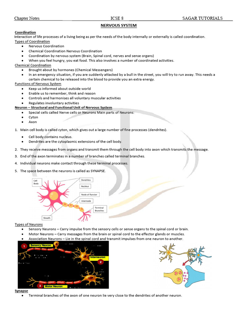 ICSE Class 8 Nervous System Notes | PDF | Central Nervous System ...