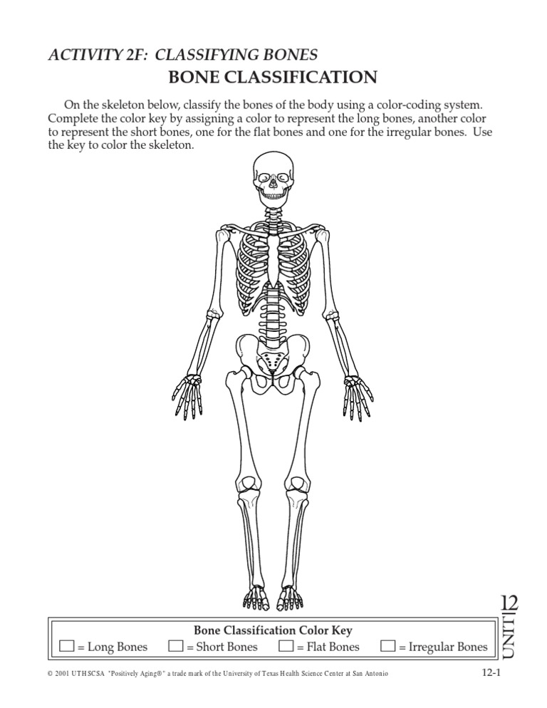 Types of Bones | PDF | Wellness