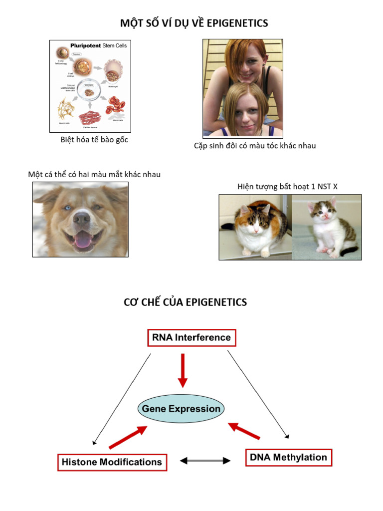 NgÃ y 4-Epigenetics | PDF