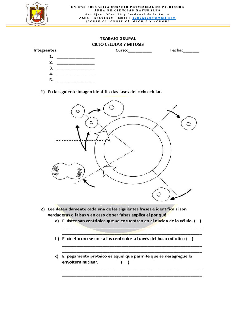 Ciclo Celular y Mitosis: Actividades Educativas | PDF | Mitosis | Genética