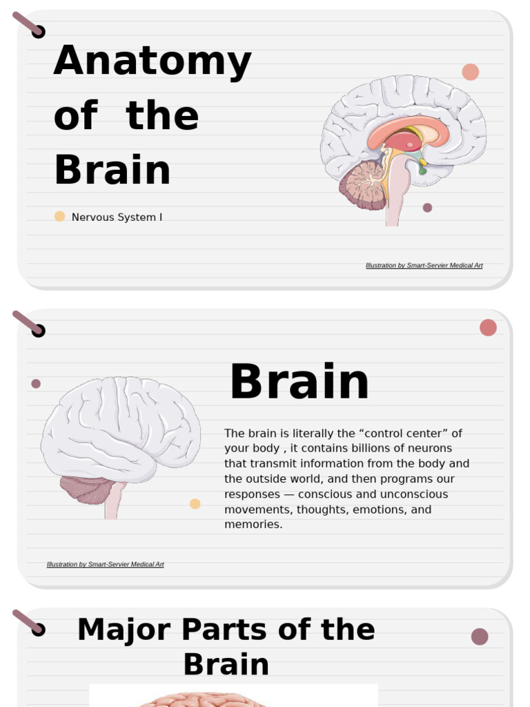 Anatomy and Functions of the Brain | PDF | Cerebellum | Cerebrum