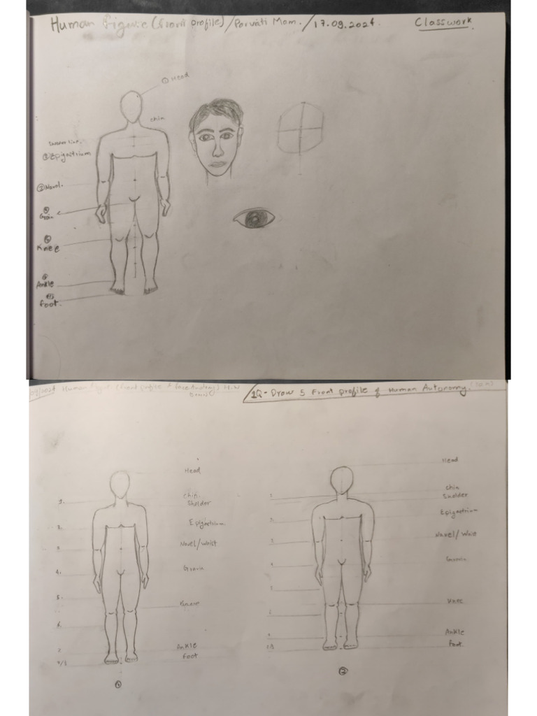 Human Figure Front Profile Human and Face Autonomy (B2-Shivam) To ...