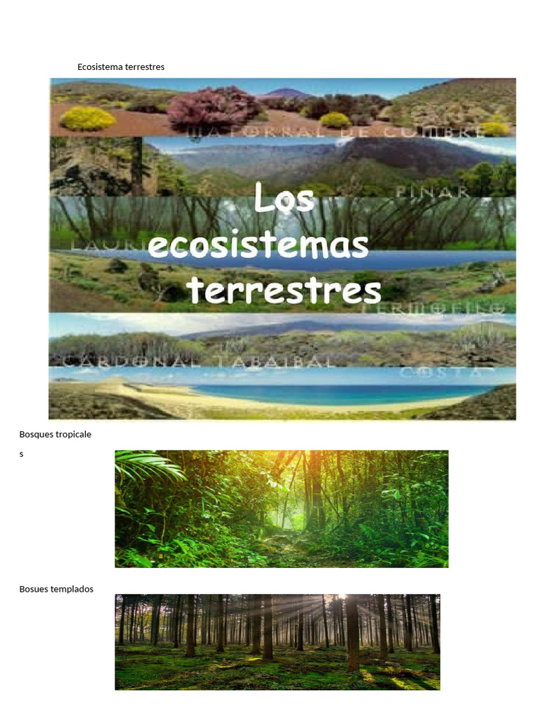 Ecosistema Terrestres | PDF