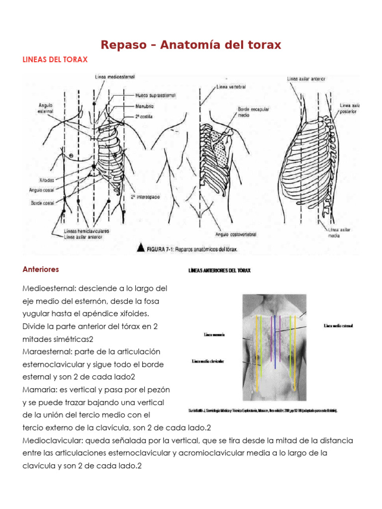 4.1 Repaso - Anatomia Del Torax | PDF | Tórax | Sistema esquelético