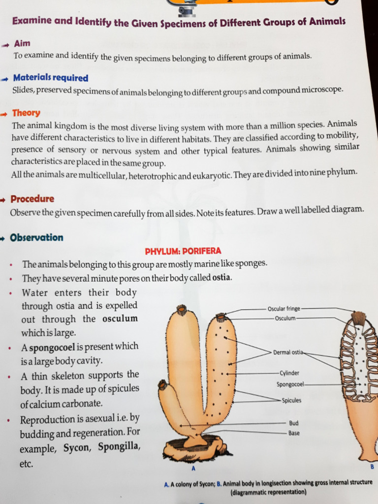 9 Bio Prac H.W | PDF