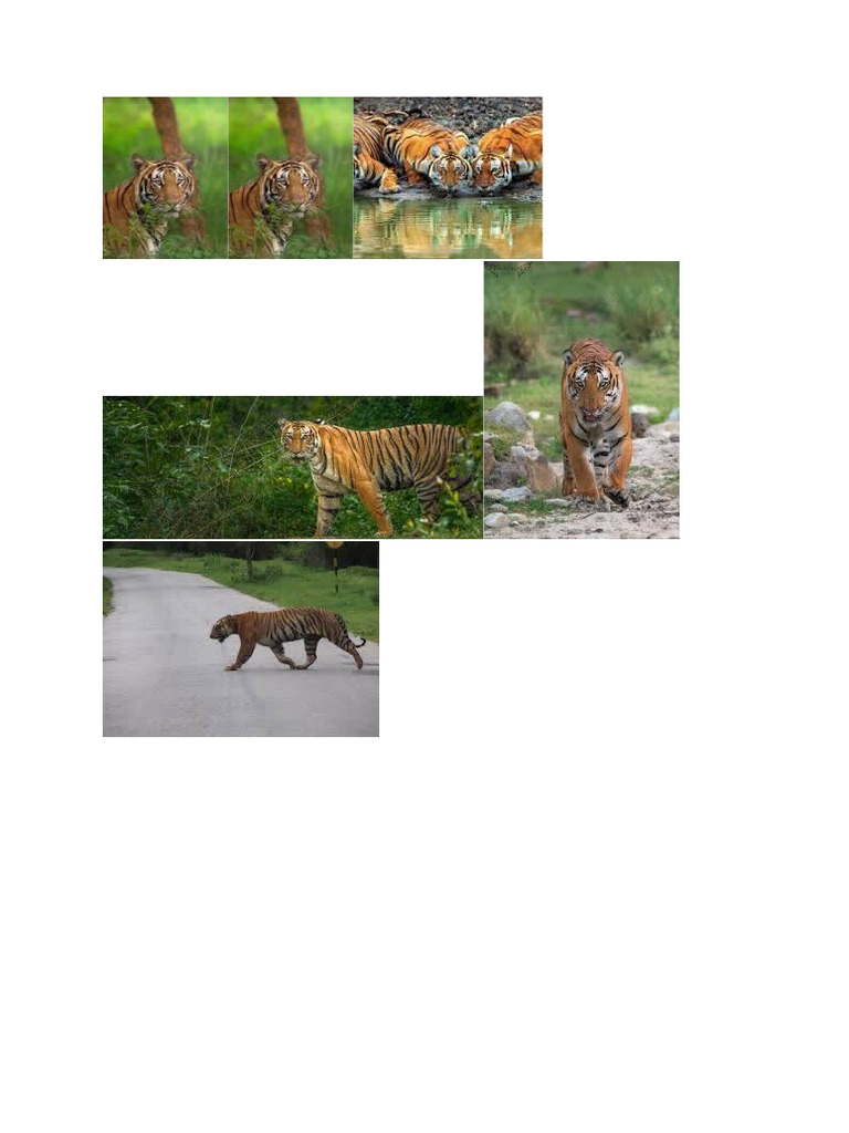 Tiger Bandi | PDF