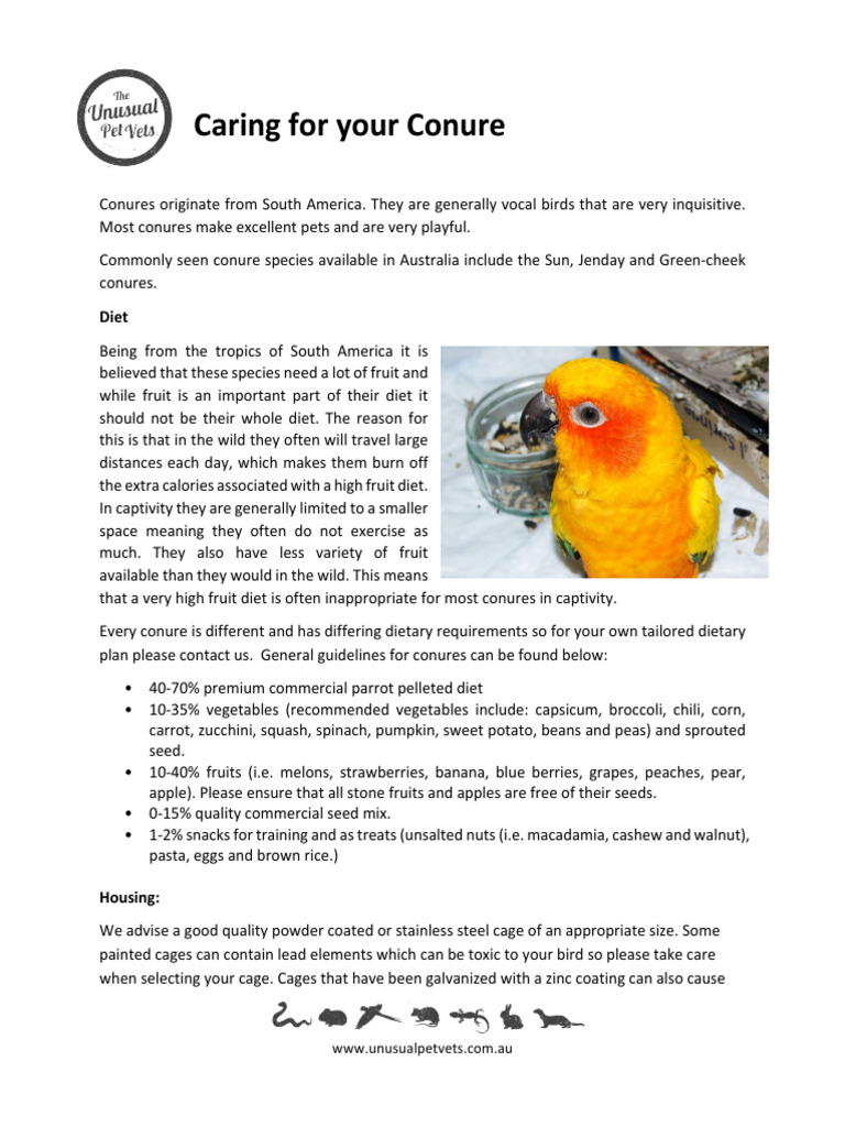 Conure Care Sheet | PDF | Fruit