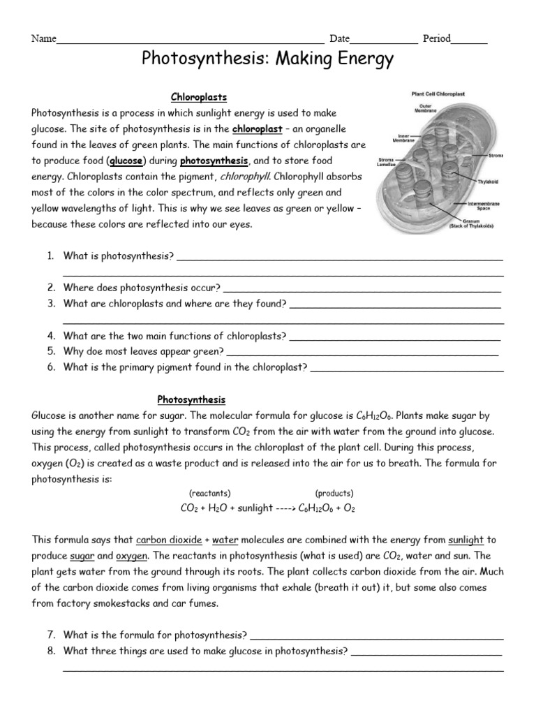 Photosynthesis Worksheet Homework 7th Grade | PDF | Photosynthesis ...