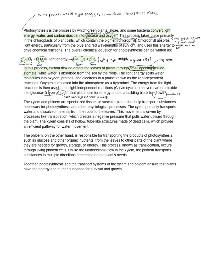 Photosynthesis Doc p3 | PDF