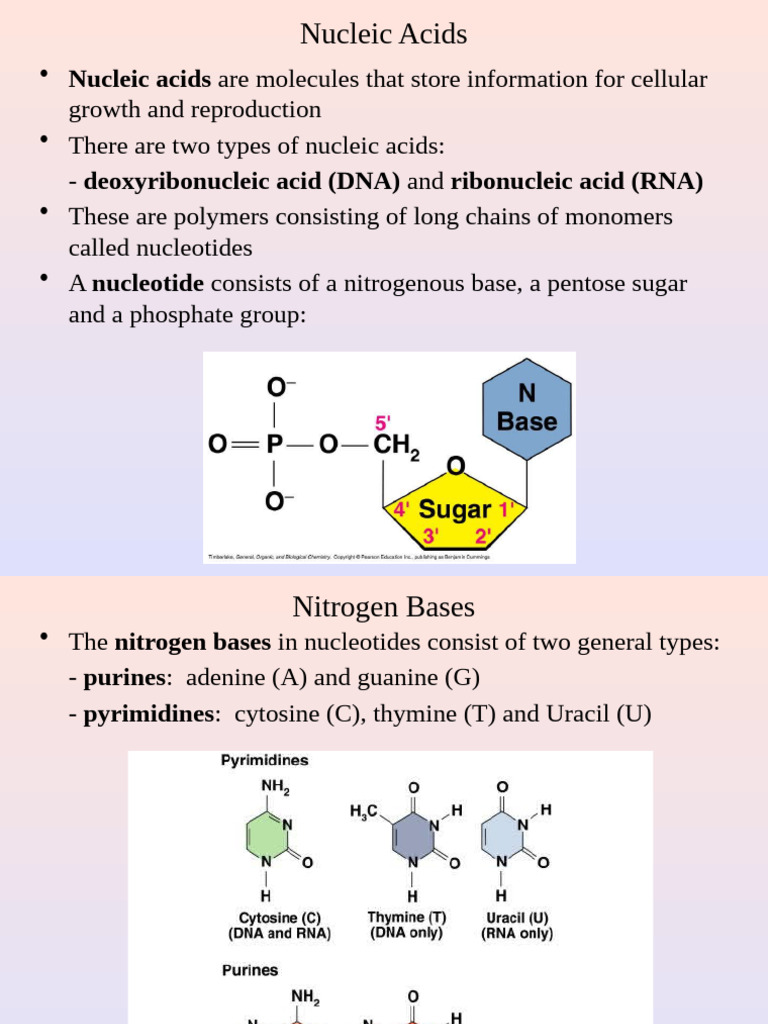 Nucleic Acids Lec | PDF | Translation (Biology) | Rna