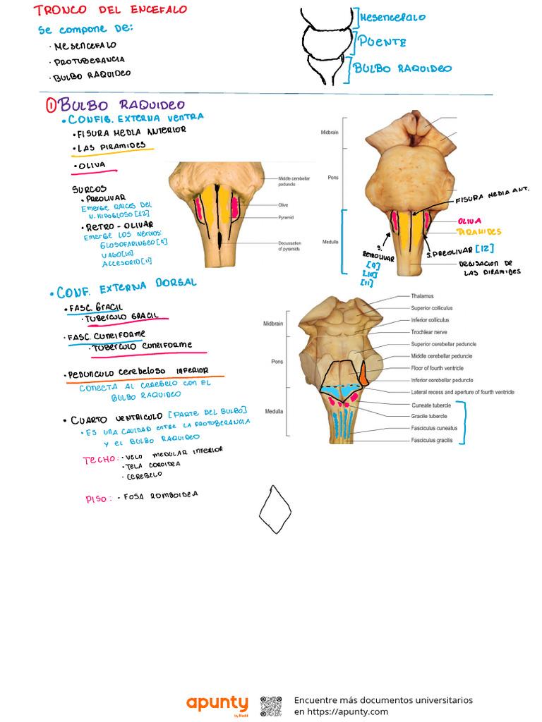 Bulbo Raquideo | PDF