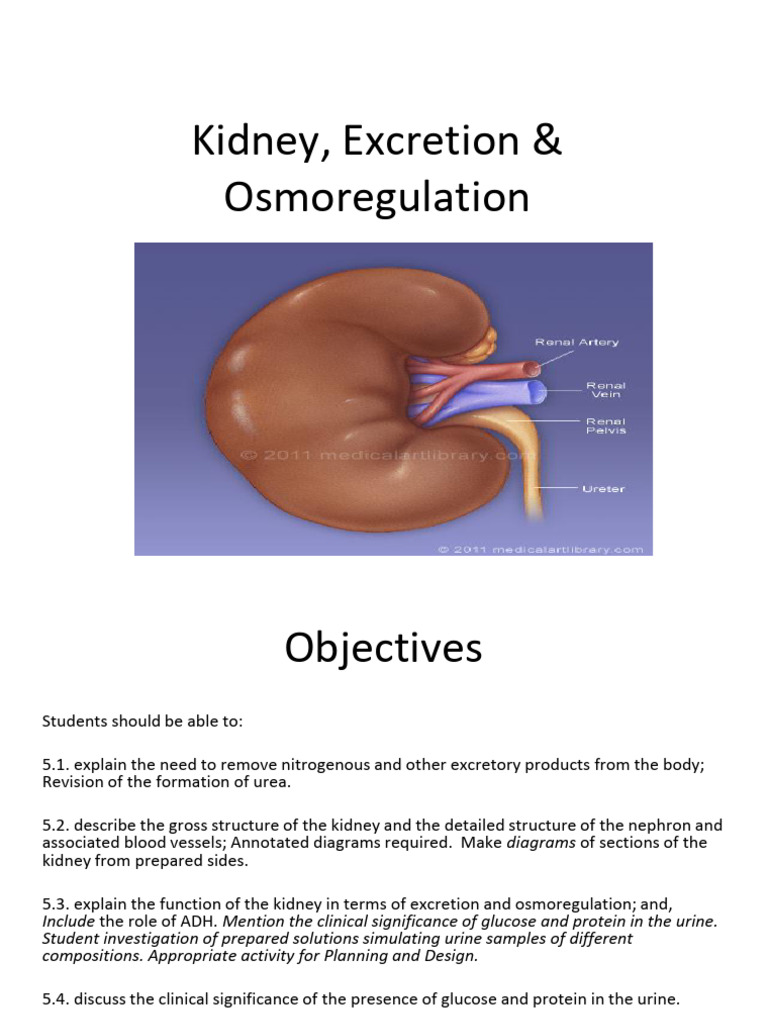 Kidney Function: Excretion & Osmoregulation | PDF | Kidney | Urinary System