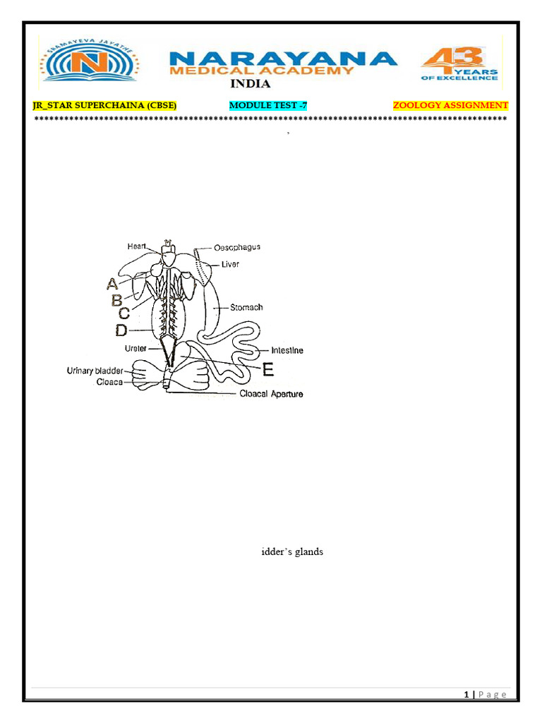 JR STAR NEET CBSE MT-07 ZOOLOGY ASSIGNMENT | PDF | Respiratory System | Lung