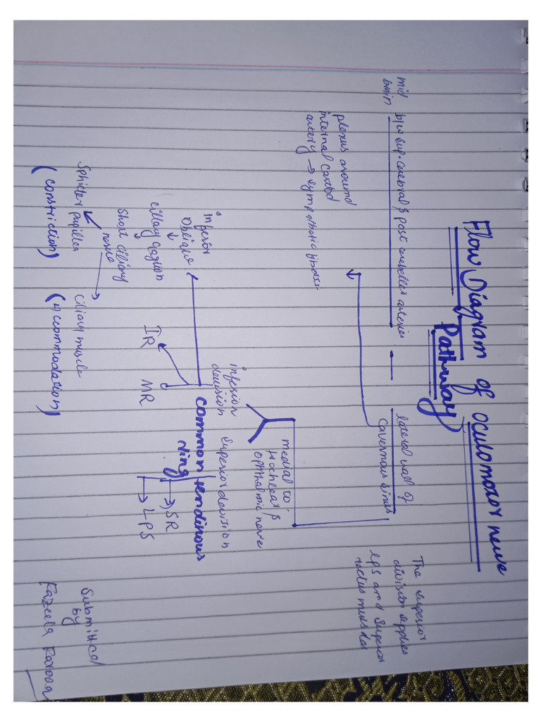 Oculomotor Nerve Pathway | PDF