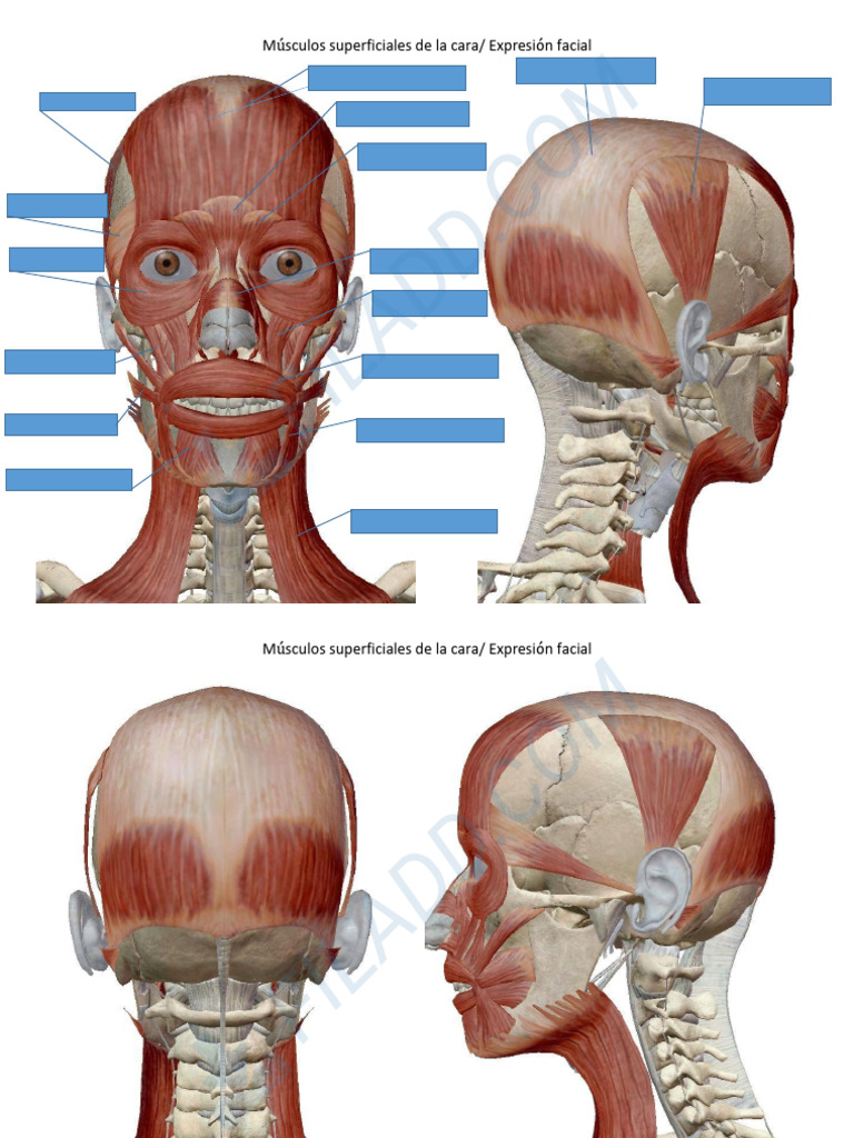 Músculos de la cara y expresión facial | PDF | Nariz humana | Cara
