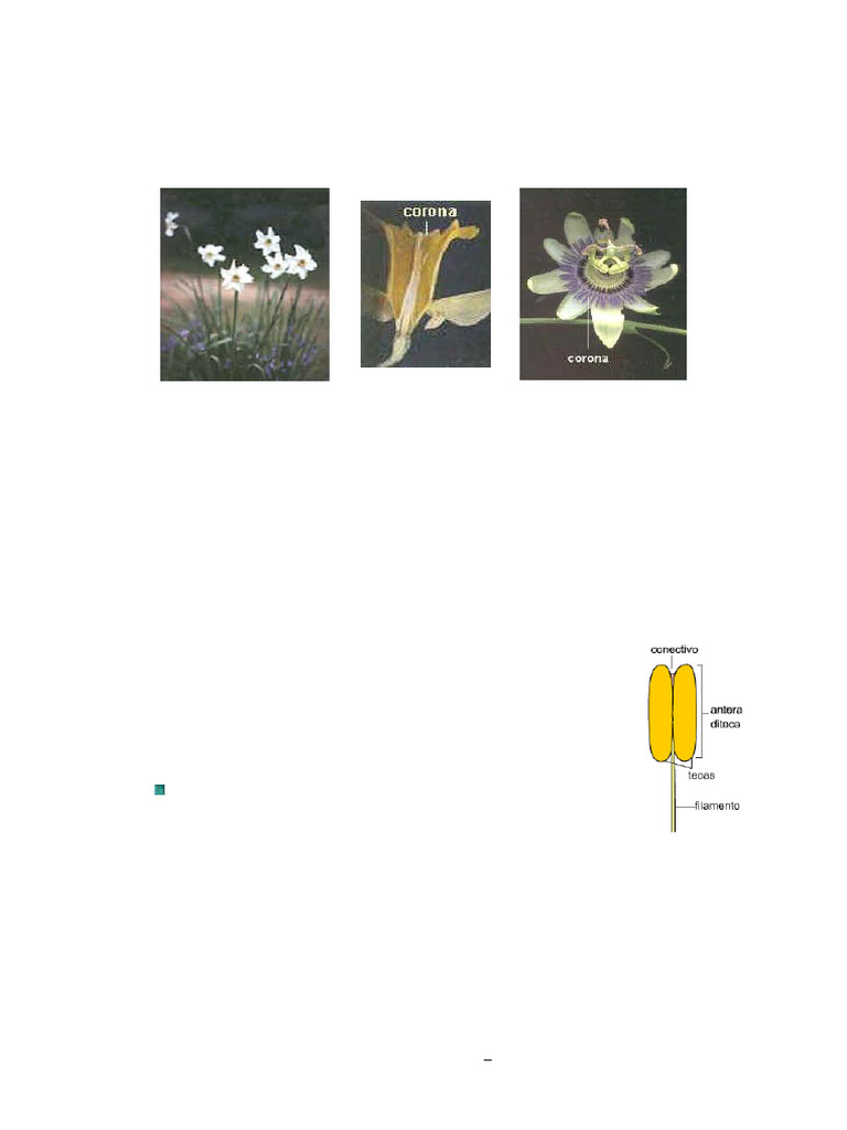 Androceo: Sinantéreo y Anteras Conniventes | PDF | Flores | Plantas