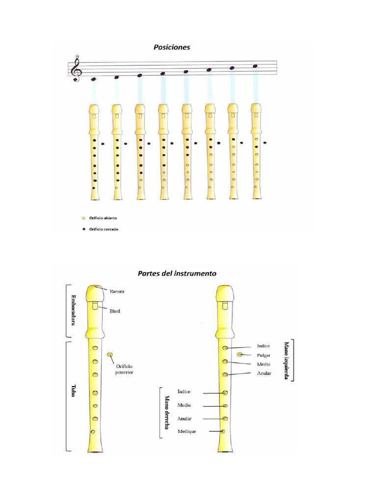 Partes y Posiciones Flauta | PDF