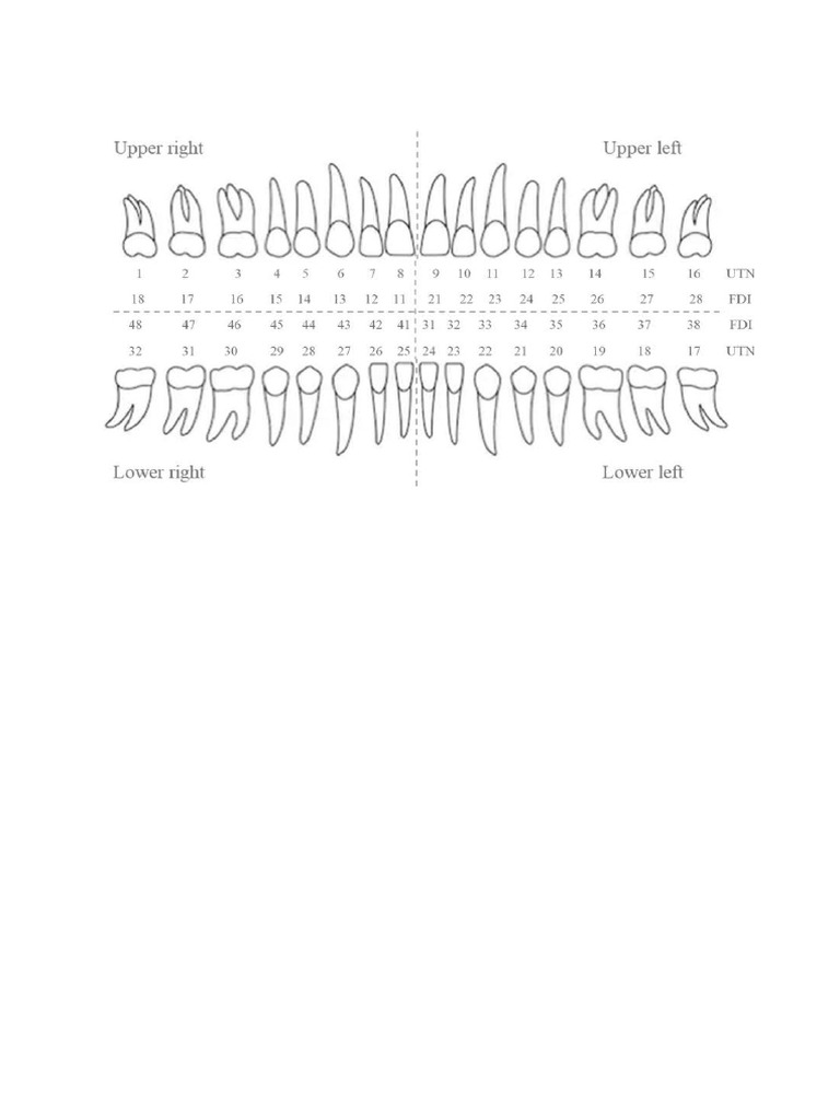 Teeth Number | PDF