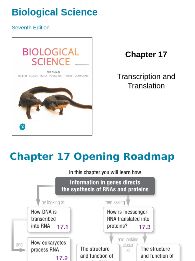 Chapter 17 Lecture_Presentation_ADA Bb (1) | PDF | Translation (Biology) | Messenger Rna