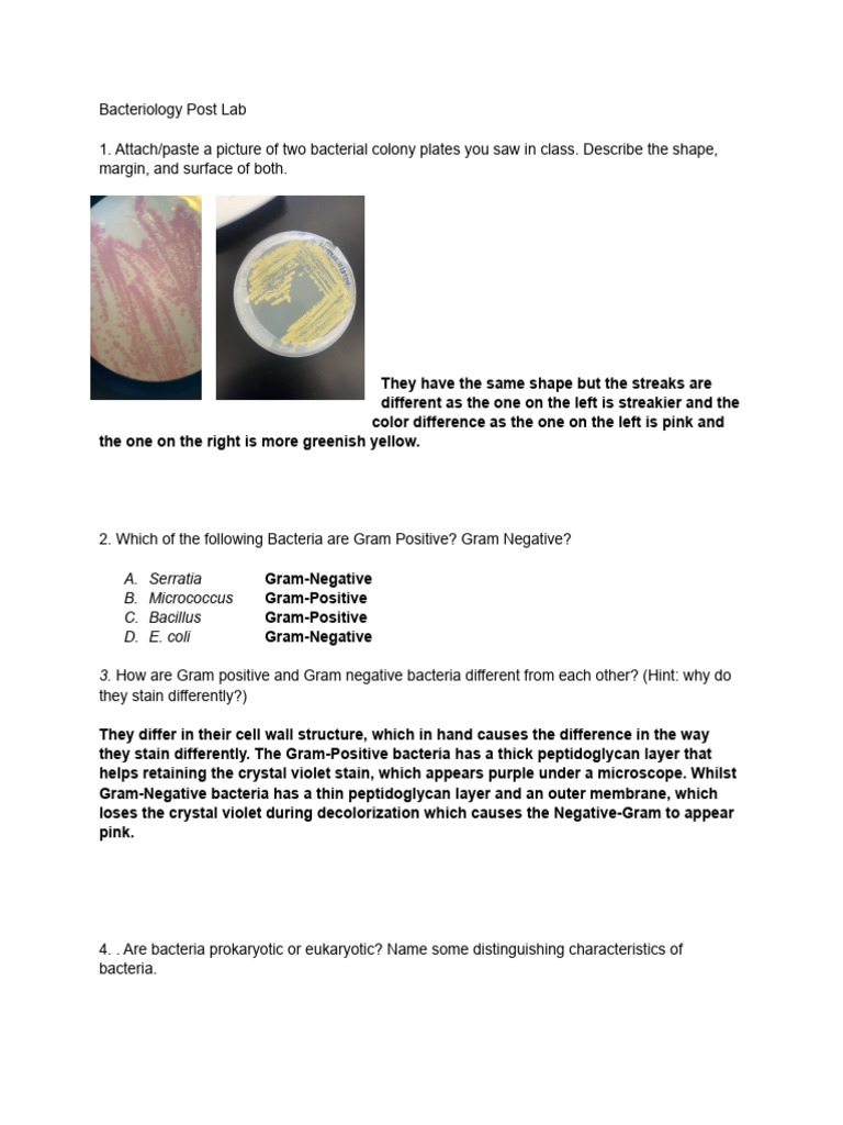 Bacteriology Post Lab | PDF